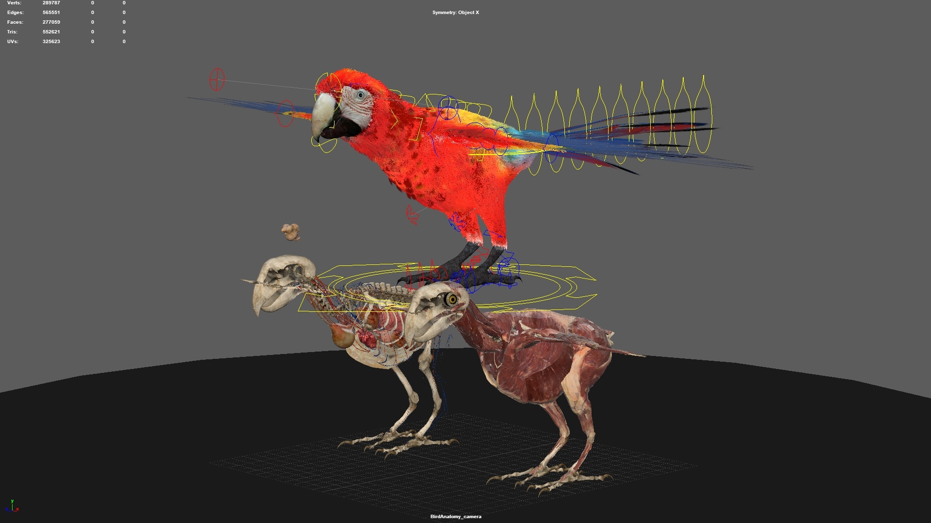 Macaw Parrot Fur Anatomy Modelo 3D - TurboSquid 1524496