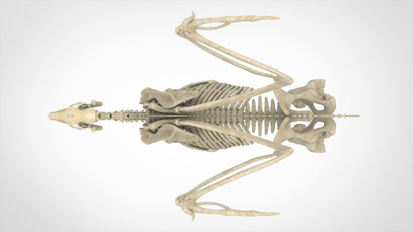 3D pegasus skeleton model - TurboSquid 1524851