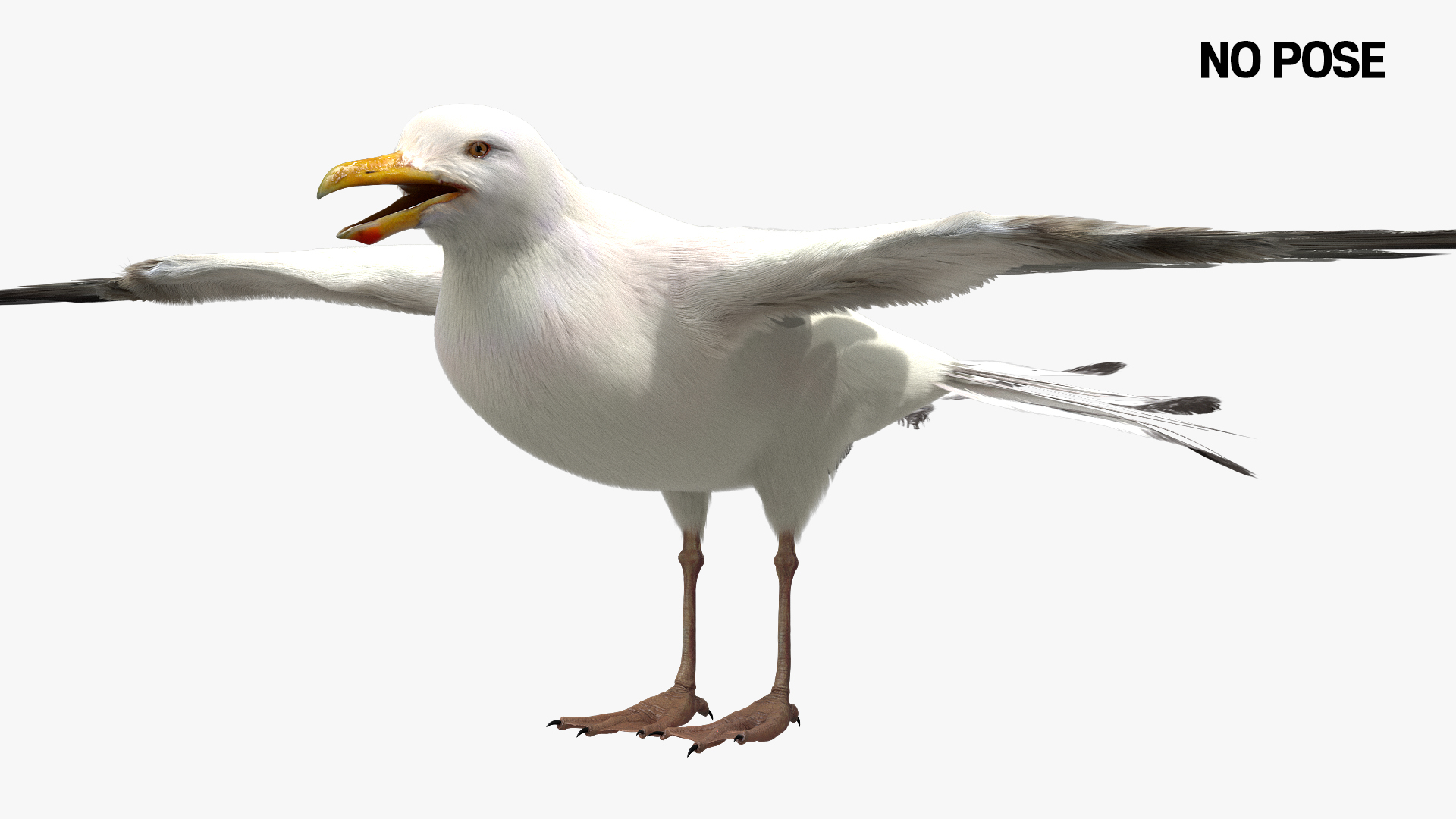Seagull Fur Anatomy Modelo 3D - TurboSquid 1525274