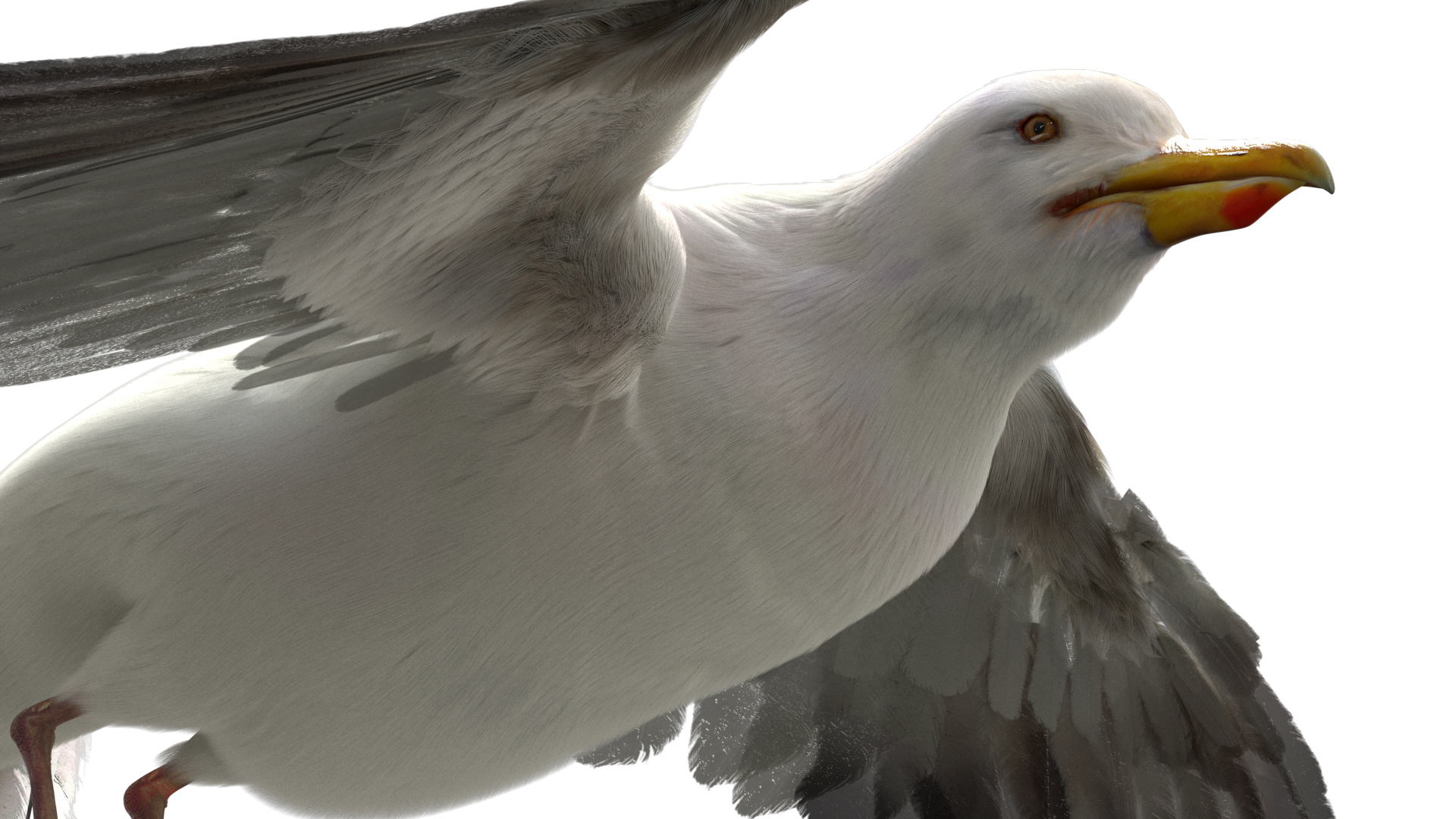 Seagull Fur Anatomy Modelo 3D - TurboSquid 1525274