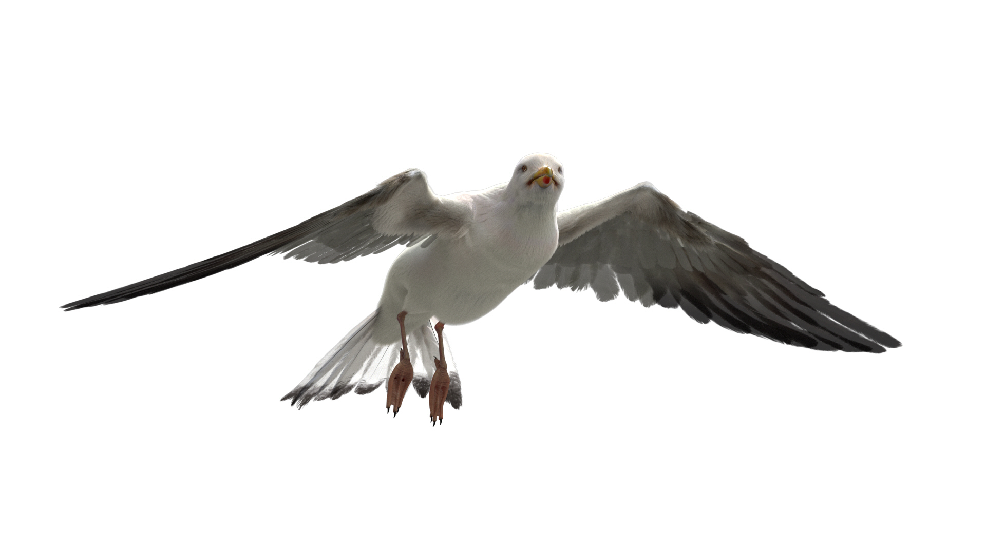 Seagull Fur Anatomy Modelo 3D - TurboSquid 1525274
