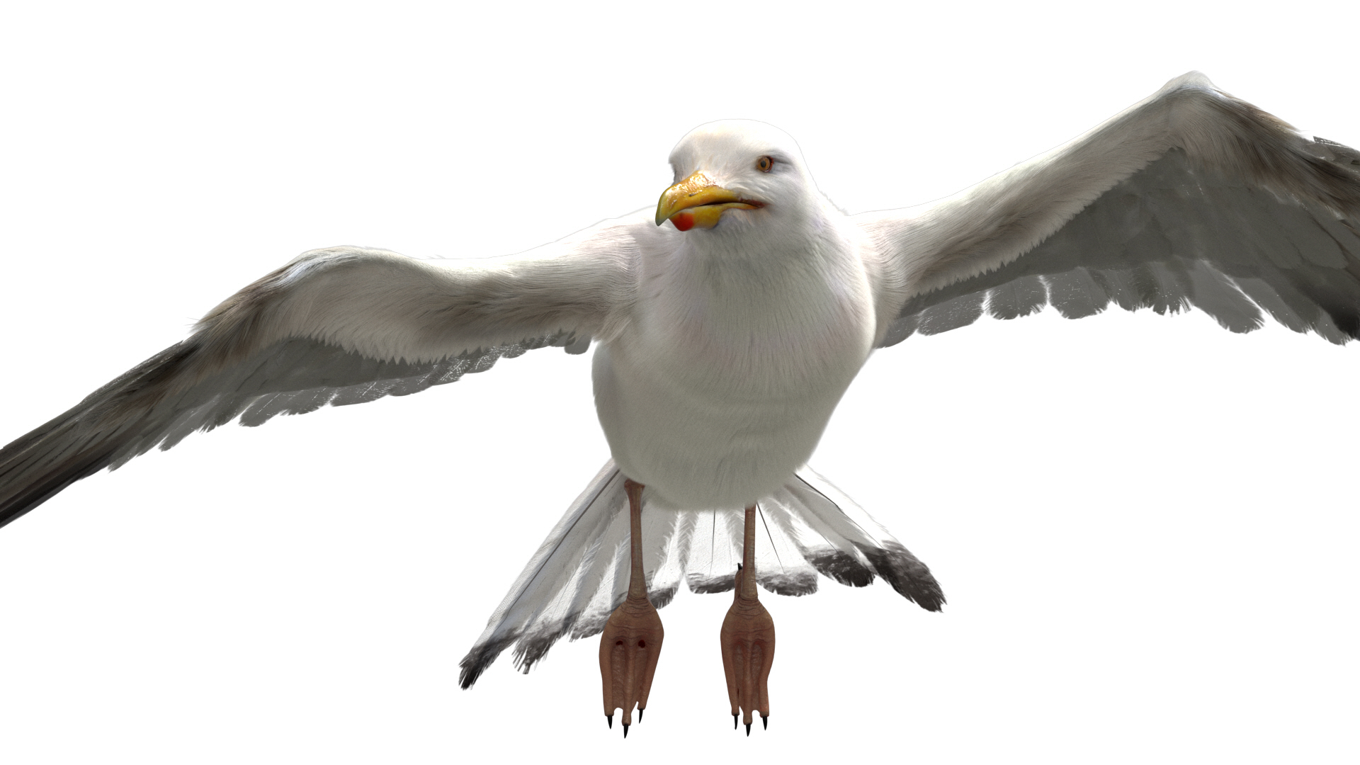 Seagull Fur Anatomy Modelo 3D - TurboSquid 1525274