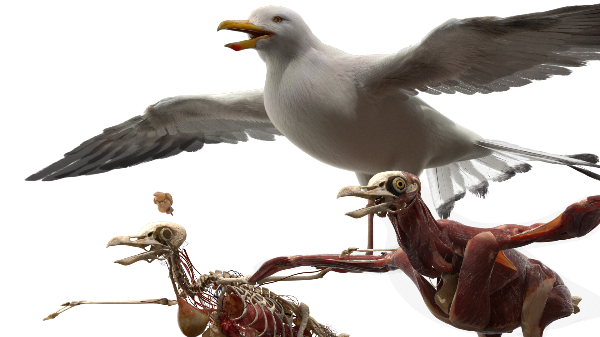 Seagull Fur Anatomy 3D-Modell - TurboSquid 1525274