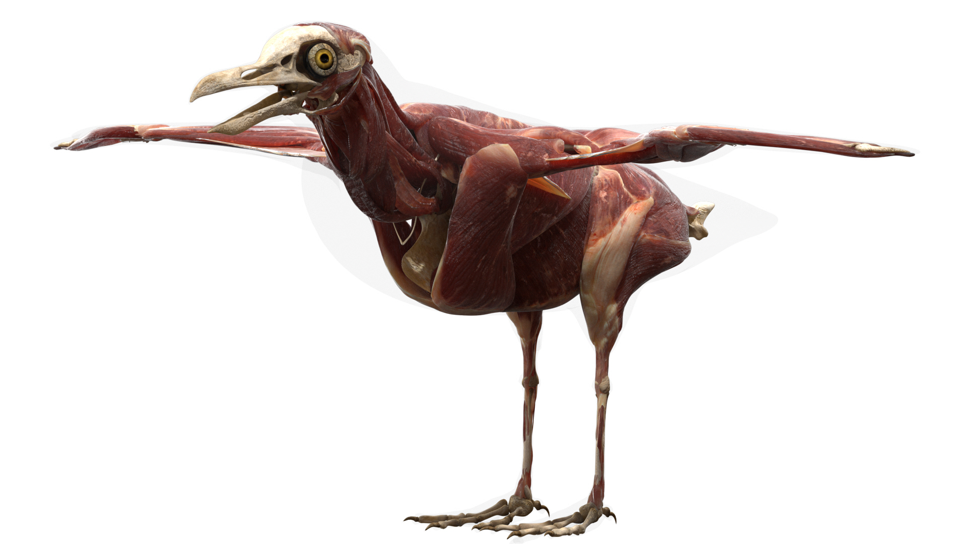 Seagull Fur Anatomy Modelo 3D - TurboSquid 1525274