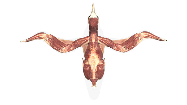 Seagull anatomy skeleton 3D model - TurboSquid 1525274