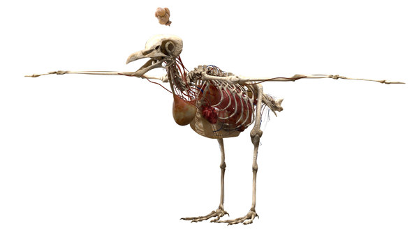 Seagull anatomy skeleton 3D model - TurboSquid 1525274