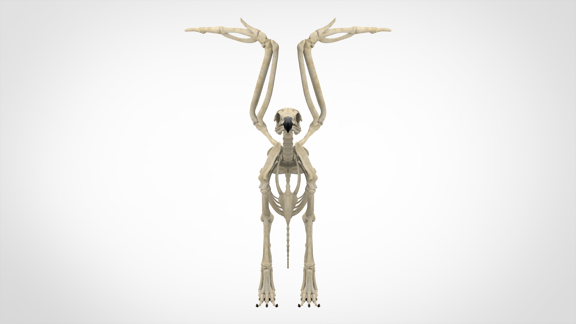 Griffin skeleton 3D model - TurboSquid 1525626