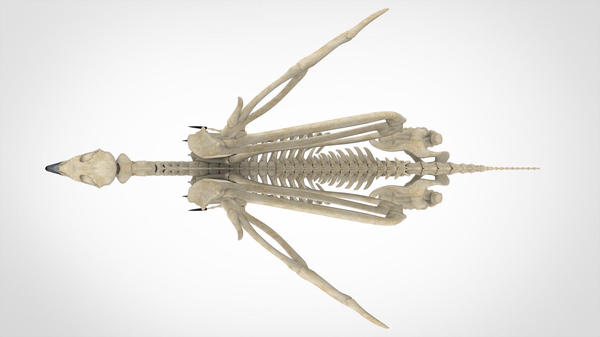 Griffin skeleton 3D model - TurboSquid 1525626