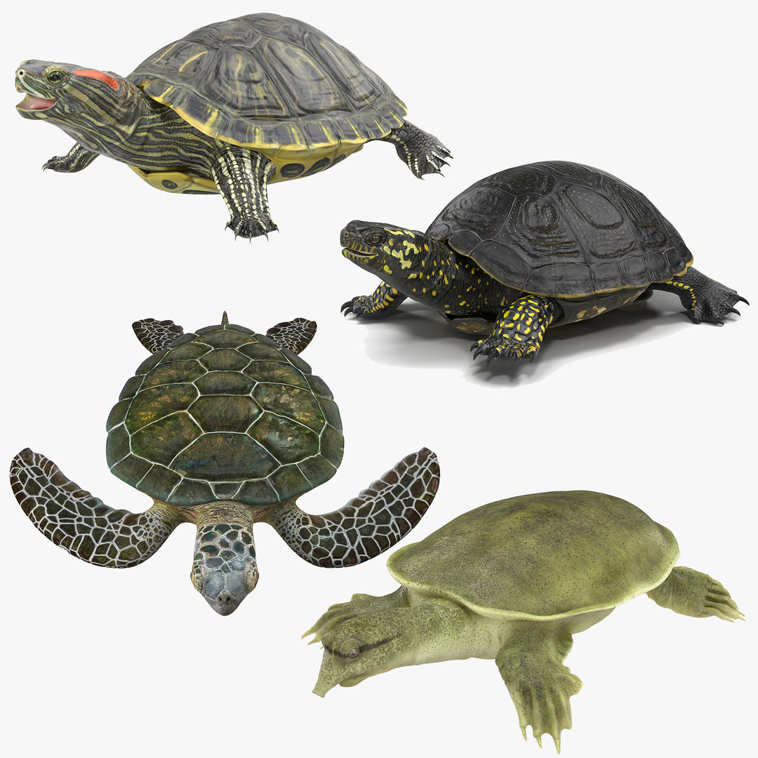 3D model turtles rigged 3 - TurboSquid 1525630