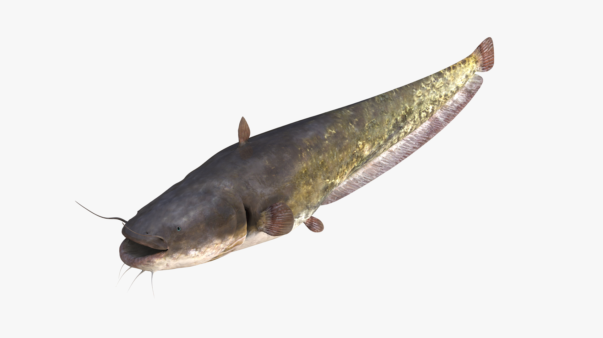 Realistic european wels catfish 3D model - TurboSquid 1381804
