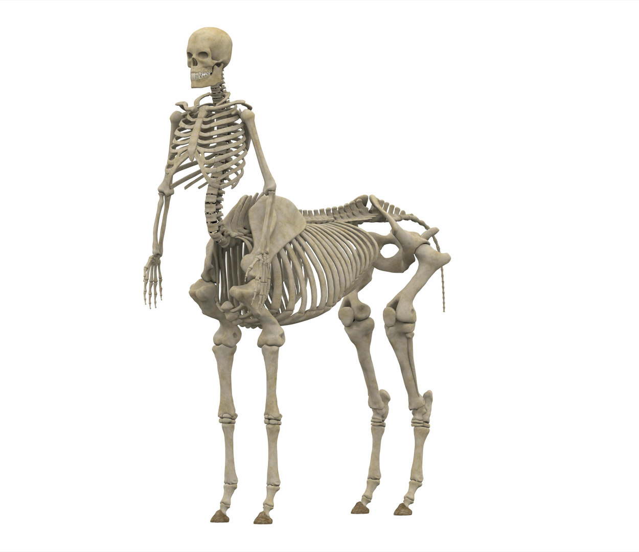 3D centaur skeleton - TurboSquid 1525995