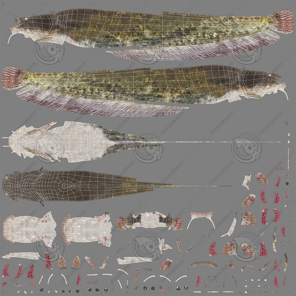 Realistic european wels catfish 3D model - TurboSquid 1381804