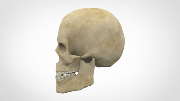 modèle 3D de Crâne humain - TurboSquid 1526091
