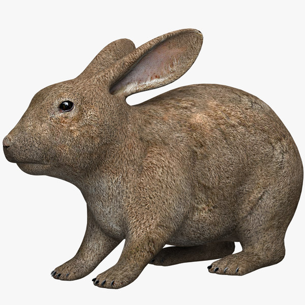 hare 3d obj