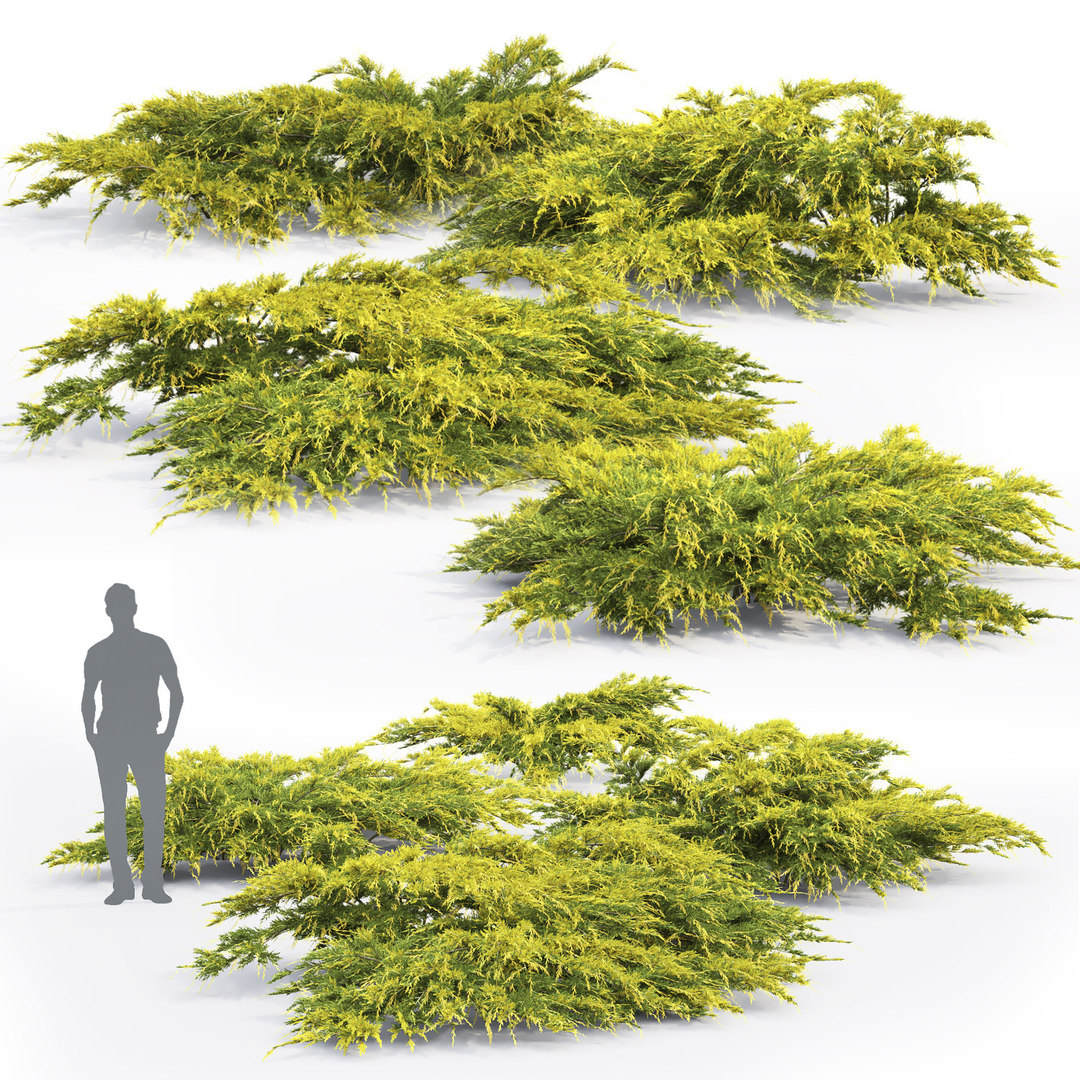 3D juniper bushes 2 - TurboSquid 1527488