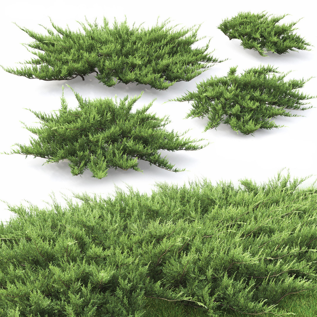 Juniper bushes 2 juniperus 3D model - TurboSquid 1527594