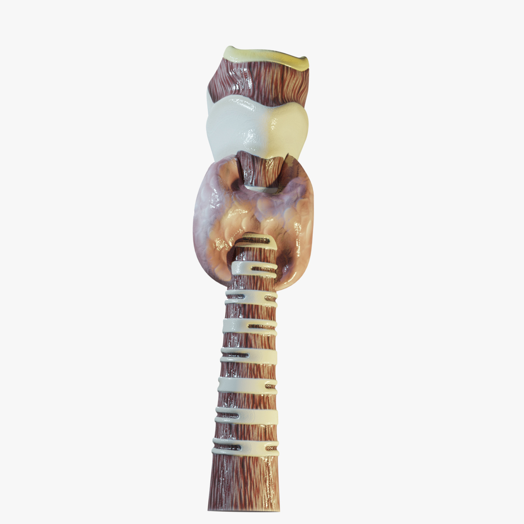 Anatomy human throat 3D model - TurboSquid 1527746