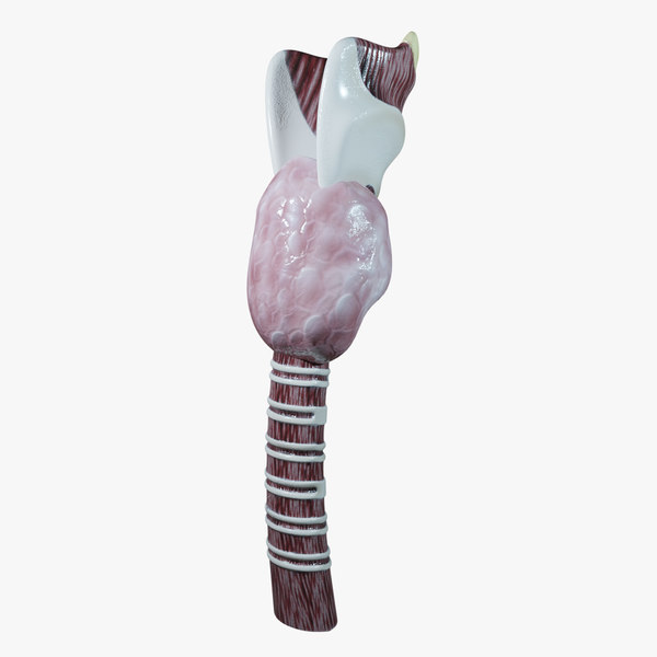 Anatomia da Garganta Humana Modelo 3D - TurboSquid 1527746