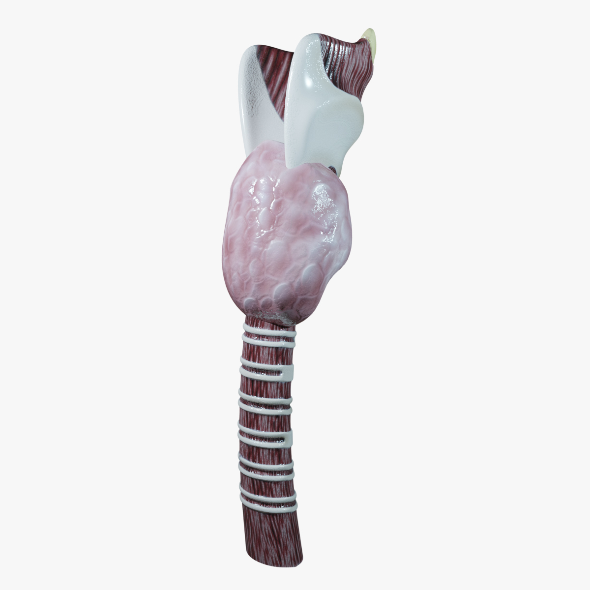 Anatomy human throat 3D model - TurboSquid 1527746