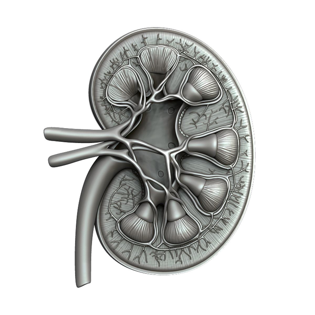 Kidney anatomy 3D model - TurboSquid 1527917