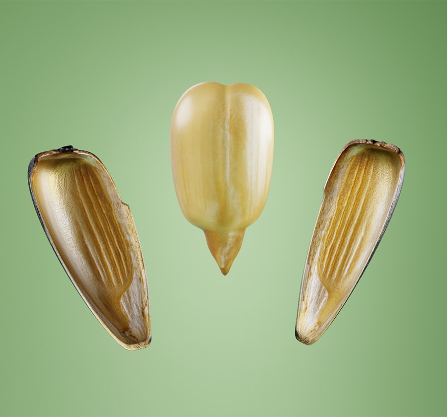 3D sunflower seed model - TurboSquid 1528174
