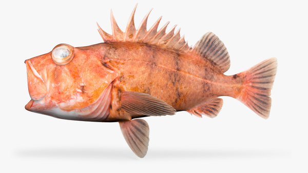 Cowcod Sebastes Levis Modelo 3D - TurboSquid 1529666