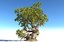 Tree hd 3D model - TurboSquid 1529803