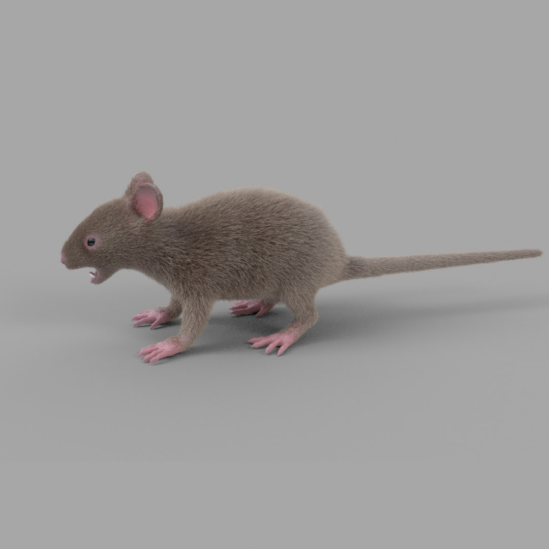 3D rat fur - TurboSquid 1529835