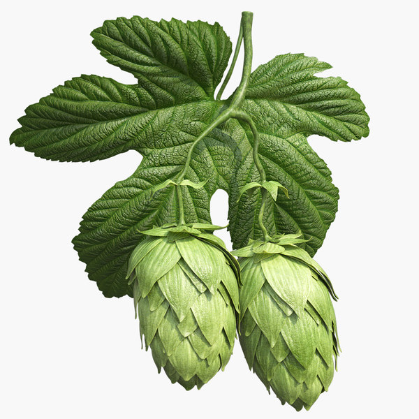 modèle 3D de Houblon - TurboSquid 1530564