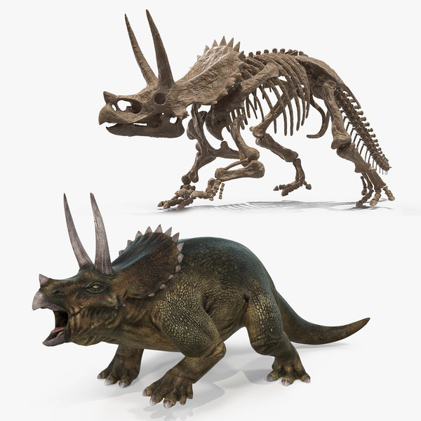 styracosaurus dinosaur details 3d model