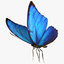 3d blue butterfly model