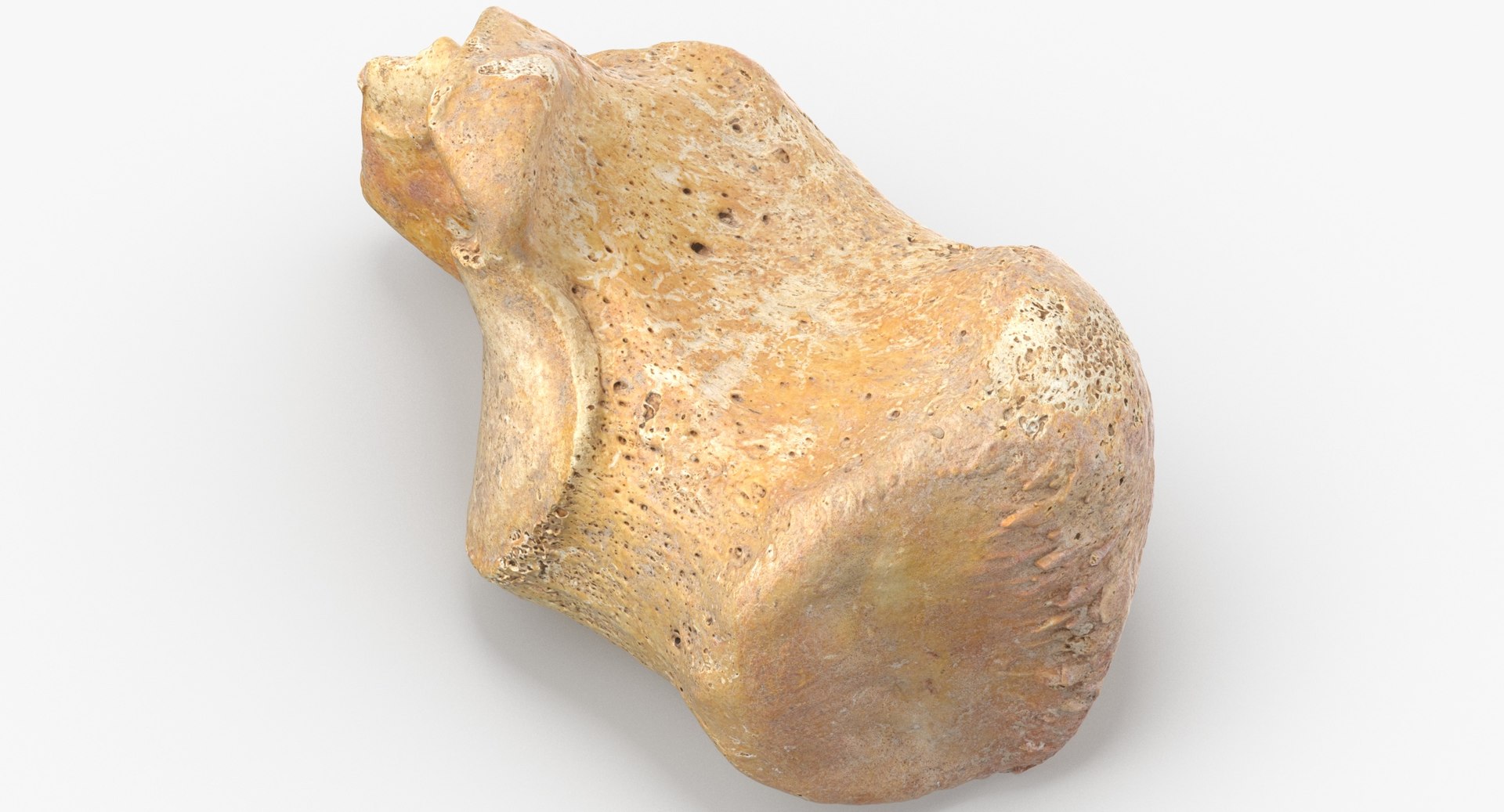 3D Calcaneus Bone 01 Model TurboSquid 1531495