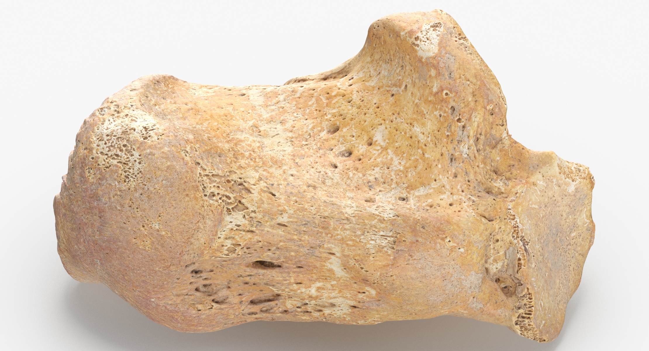 3D calcaneus bone 01 model - TurboSquid 1531495