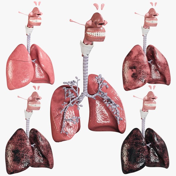 Respiratory System 3D Models for Download | TurboSquid