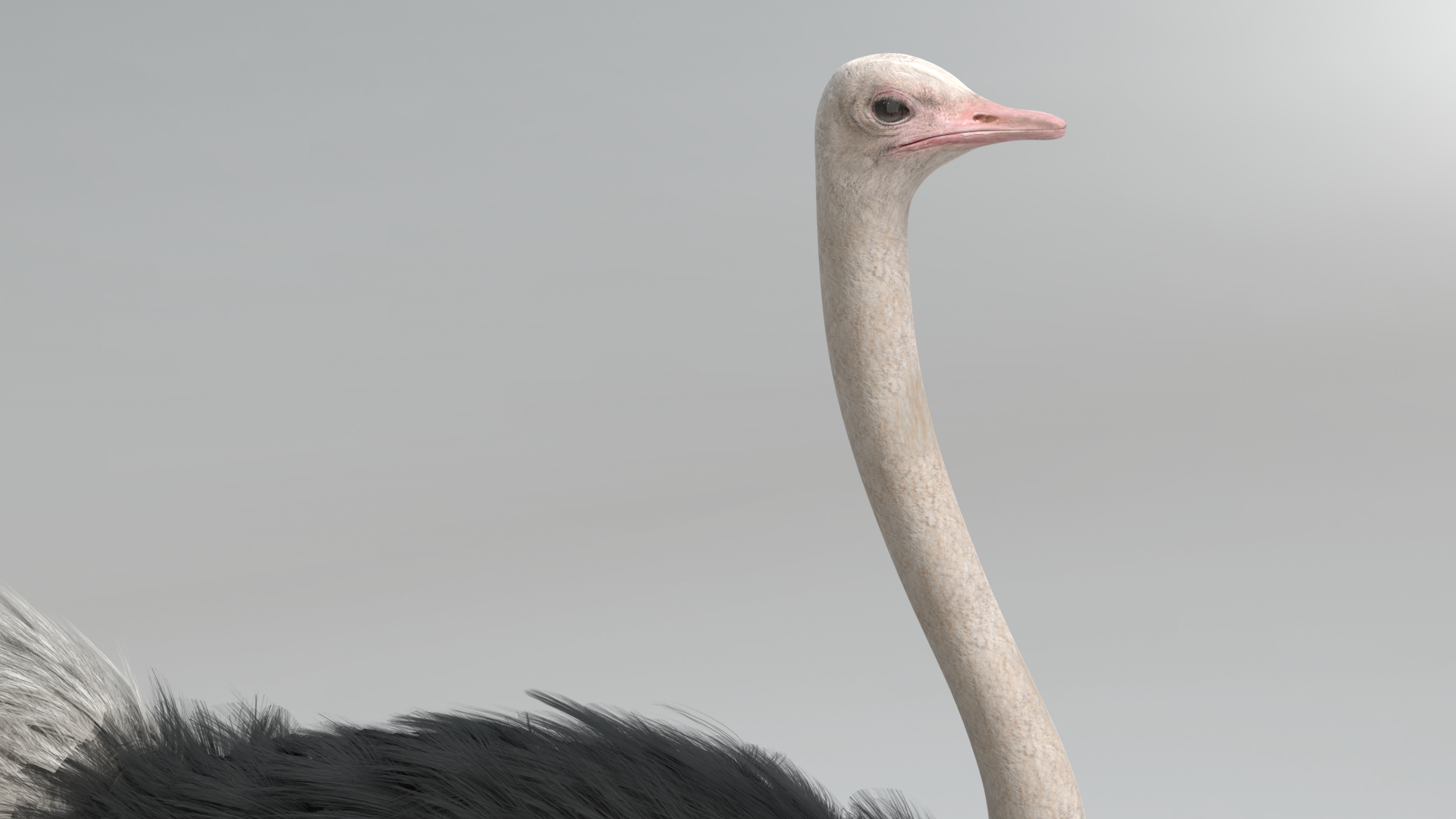 3D ostrich pbr - TurboSquid 1531712