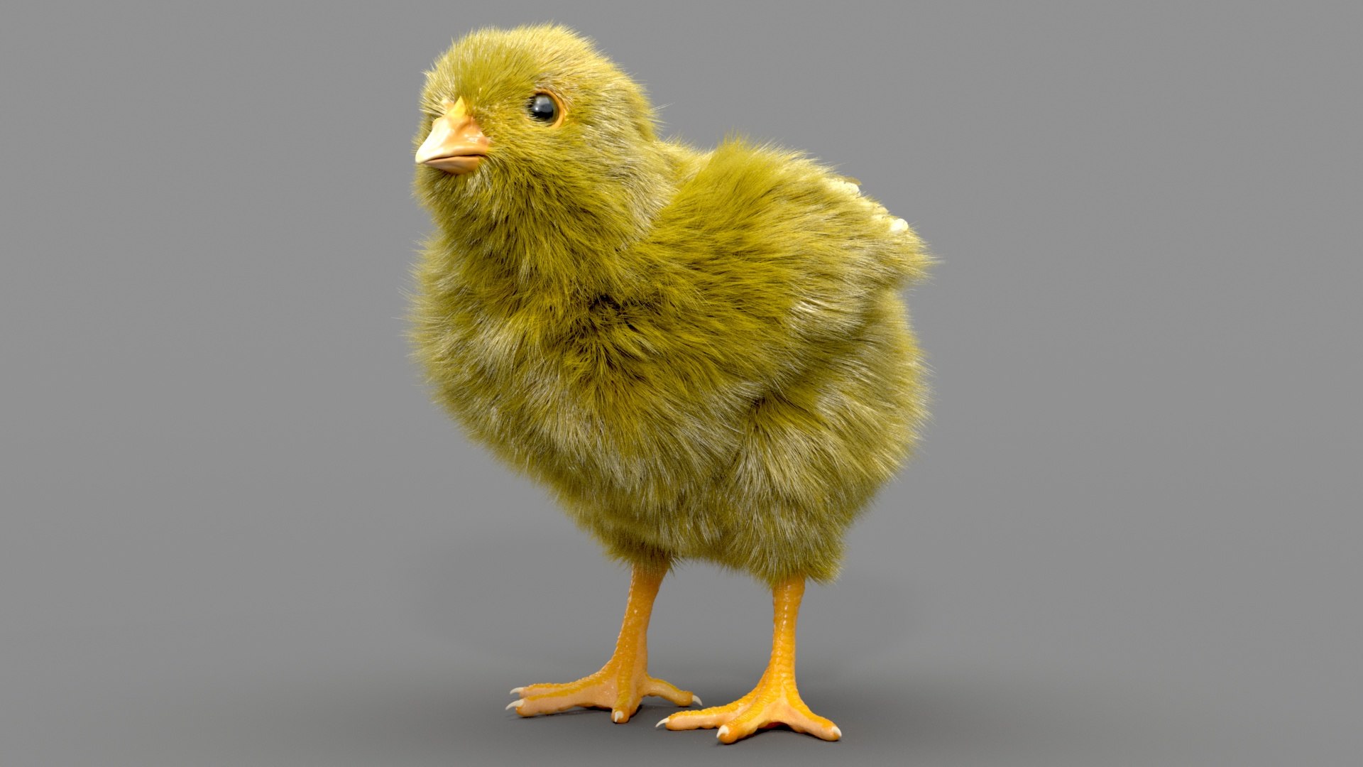 3D chicken realistic hair model - TurboSquid 1532555