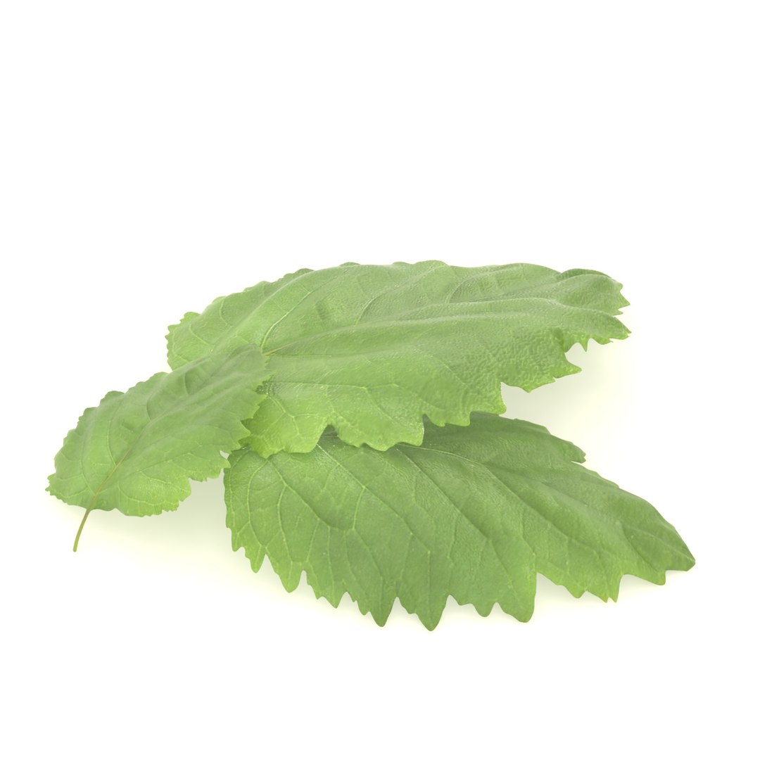Patchouli leaf 3D model - TurboSquid 1533537