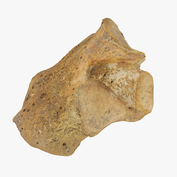 Calcaneus bone 01 raw 3D model - TurboSquid 1533744