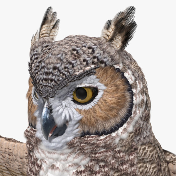 Owl 3D Models for Download | TurboSquid