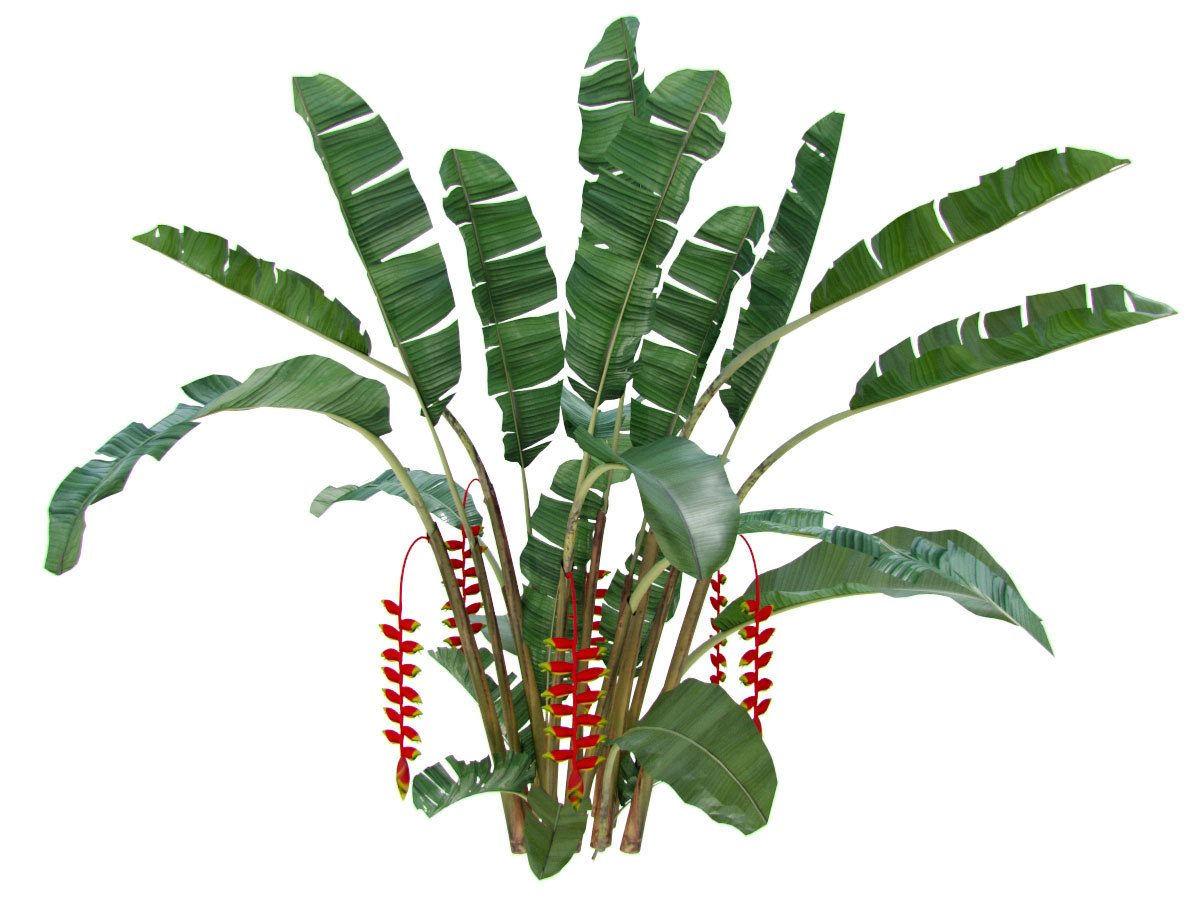 Plant heliconia rostrata 3D - TurboSquid 1534203