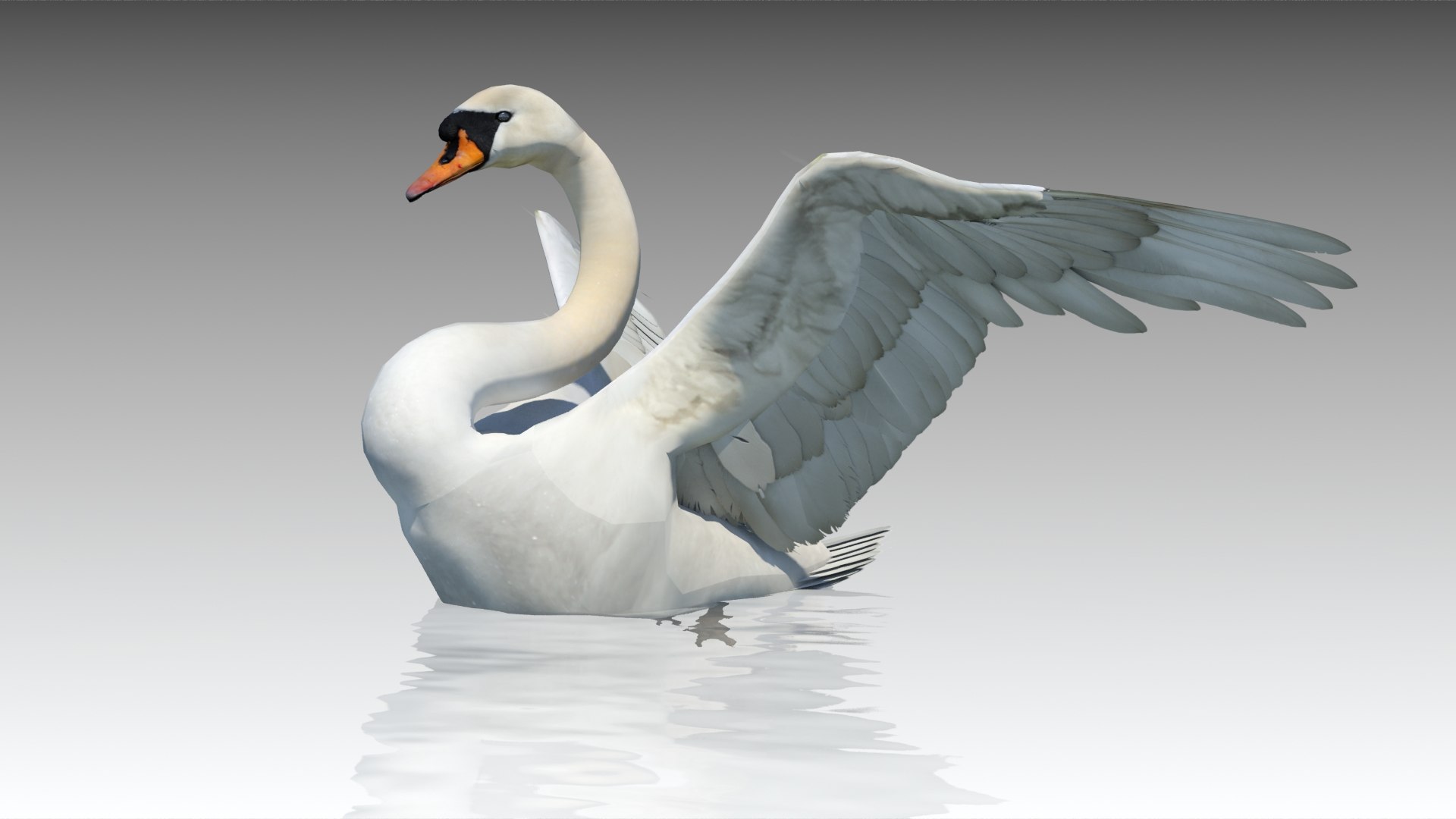 Mute swan 3D model - TurboSquid 1534238