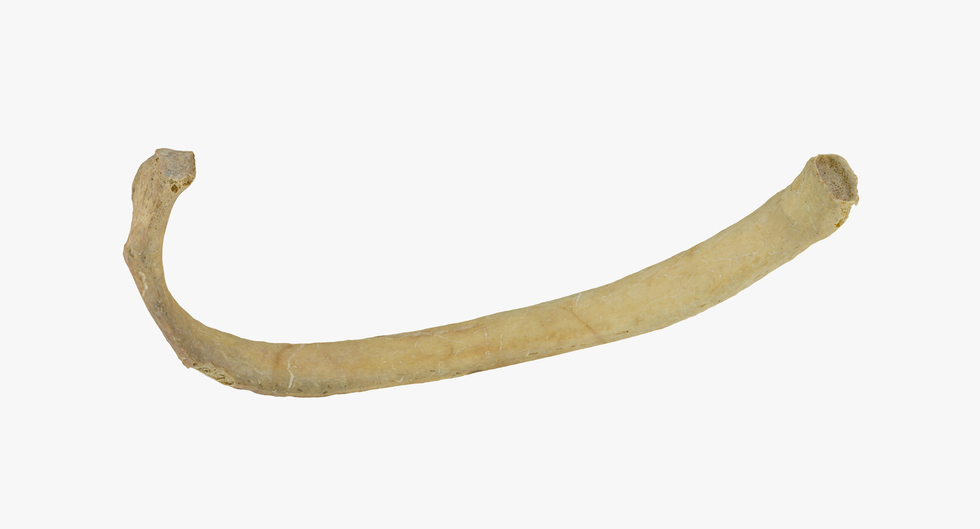 Costae Spurie False Rib 3D Model TurboSquid 1534333