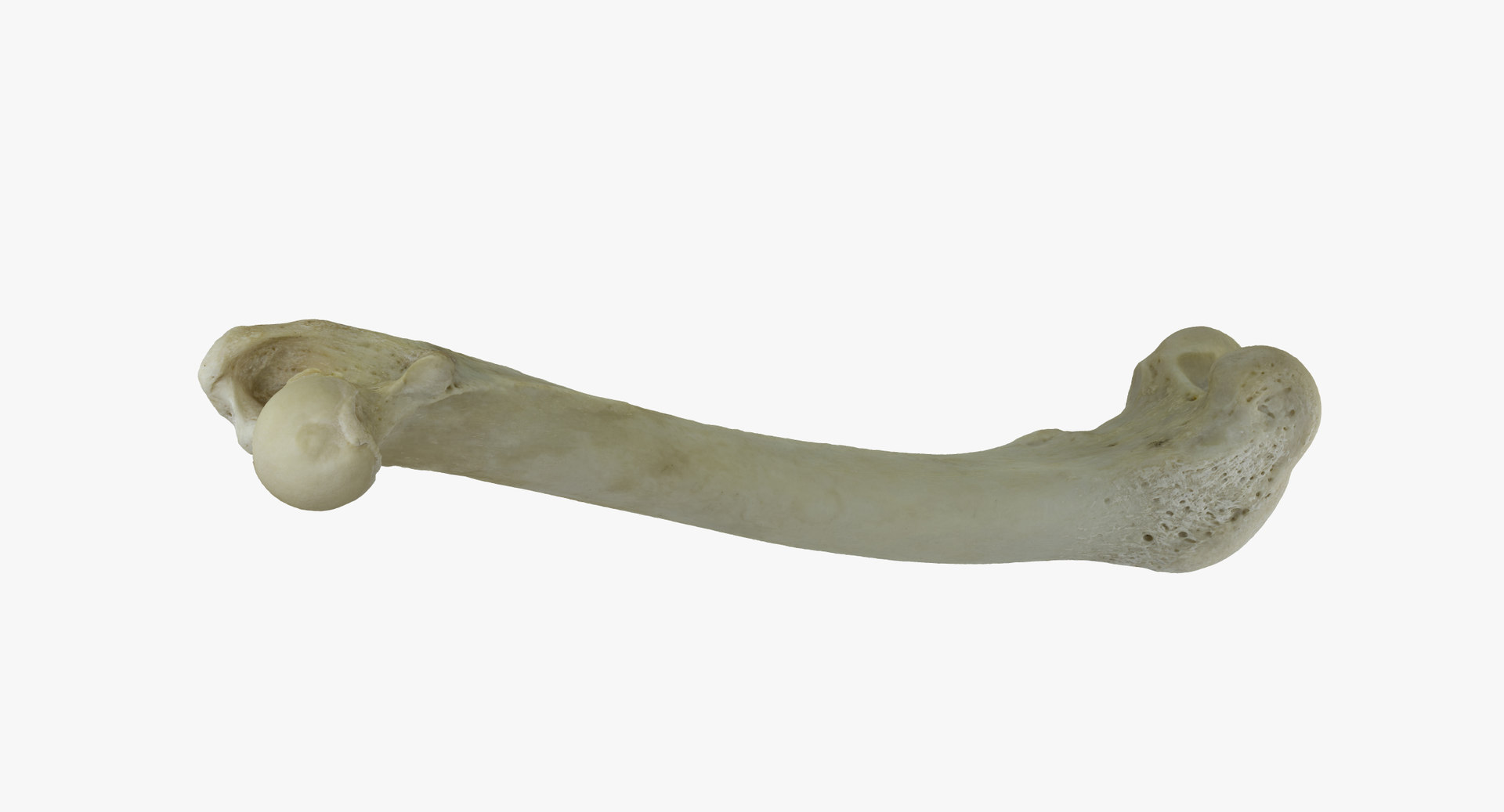 3D dog thigh bone femur - TurboSquid 1534865
