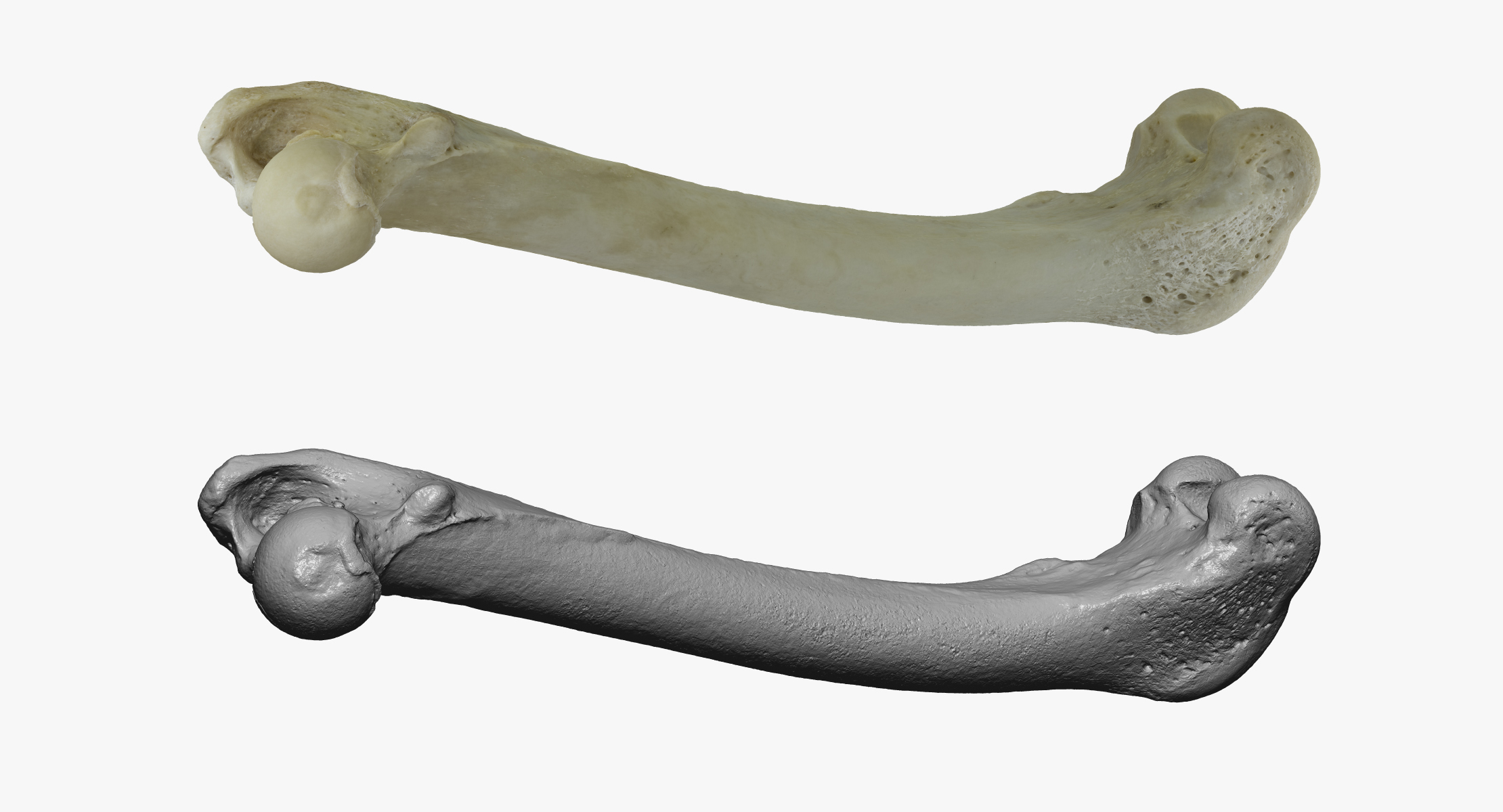 modelo 3d Real Dog Thigh Bone Fémur 01 RAW SCAN - TurboSquid 1534865