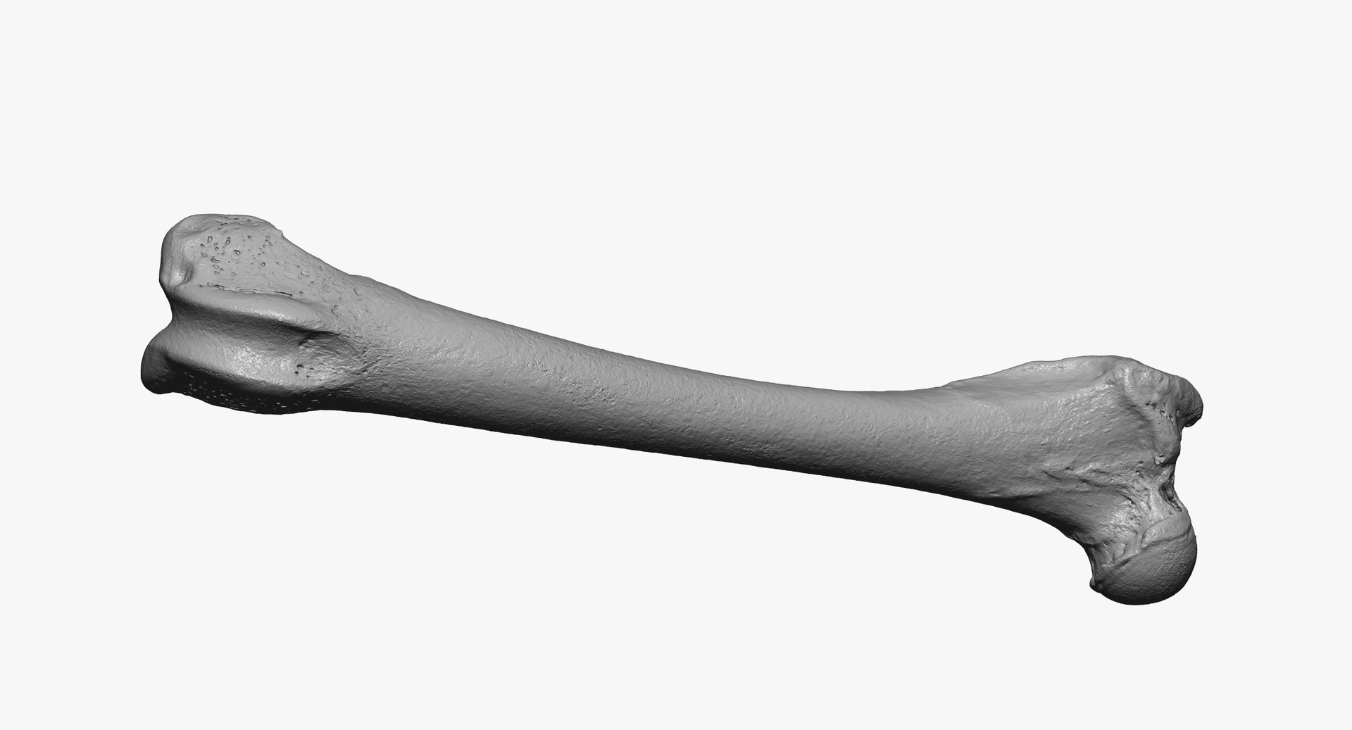 3D dog thigh bone femur - TurboSquid 1534865