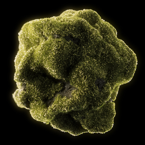 modelo 3d Moss Low Poly 2 - TurboSquid 1534988