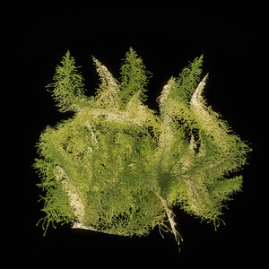 3D Moss Models | TurboSquid