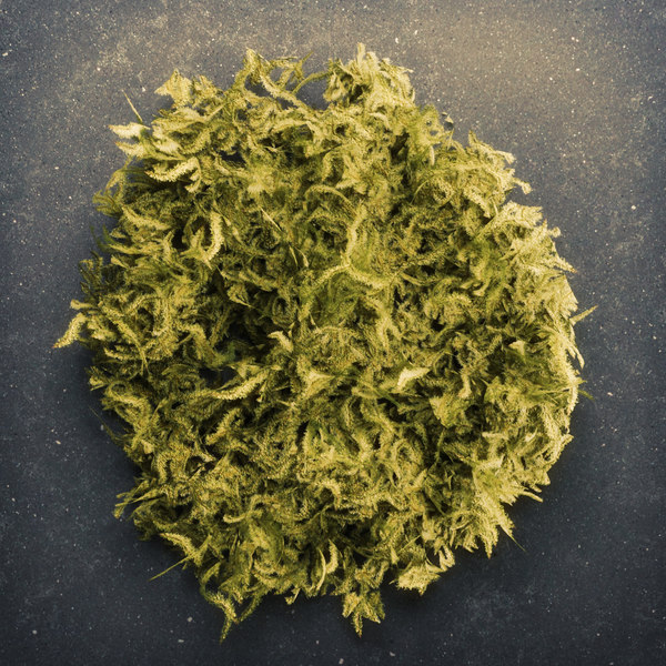 3D moss 14 model - TurboSquid 1535020