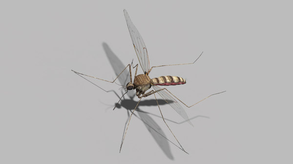 mosquito 3d model