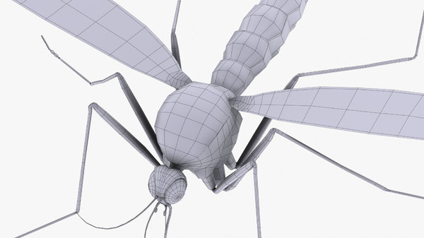 mosquito 3d model